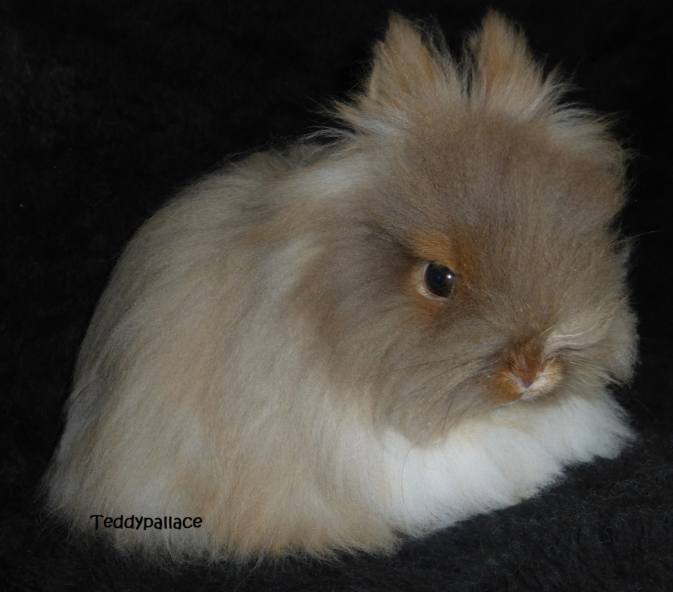Teddy dwerg rammen - TeddyPallace