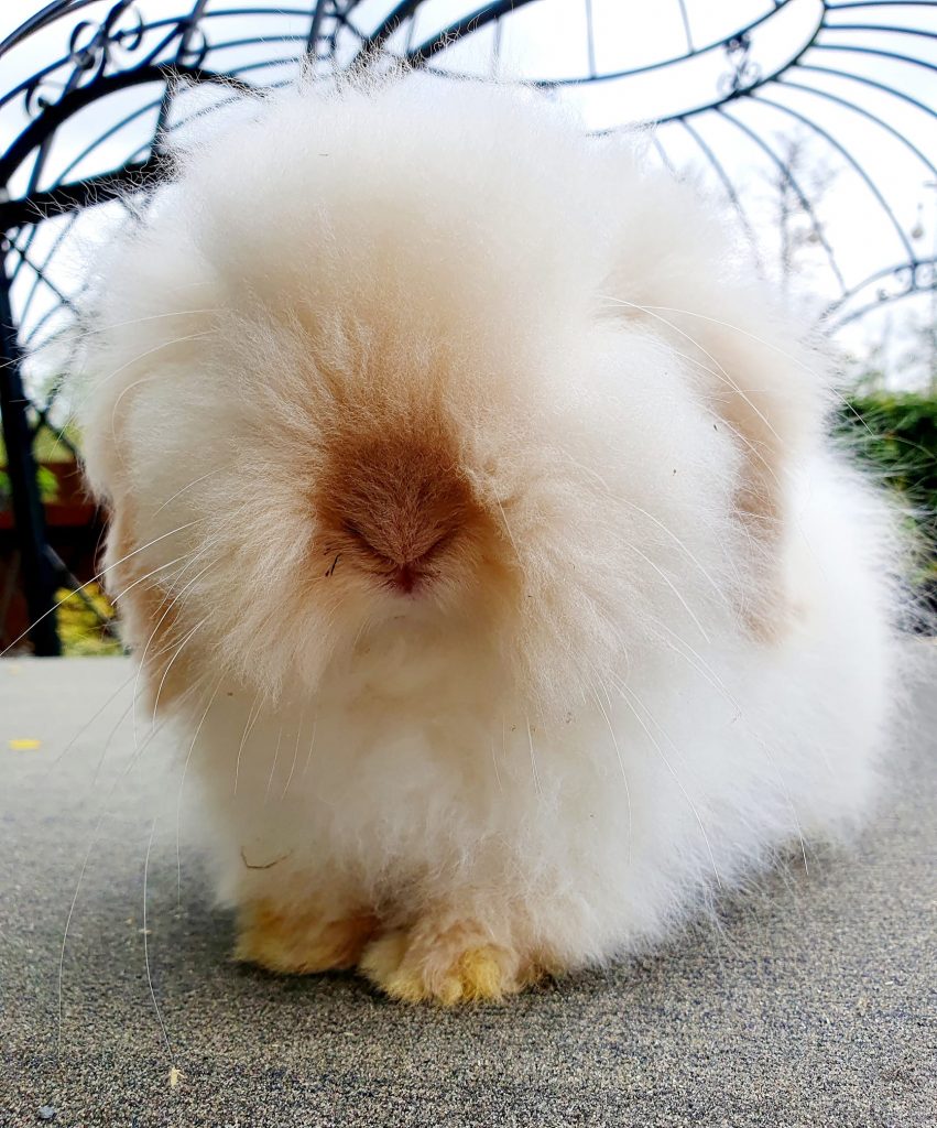 Teddy widder voedsters - TeddyPallace