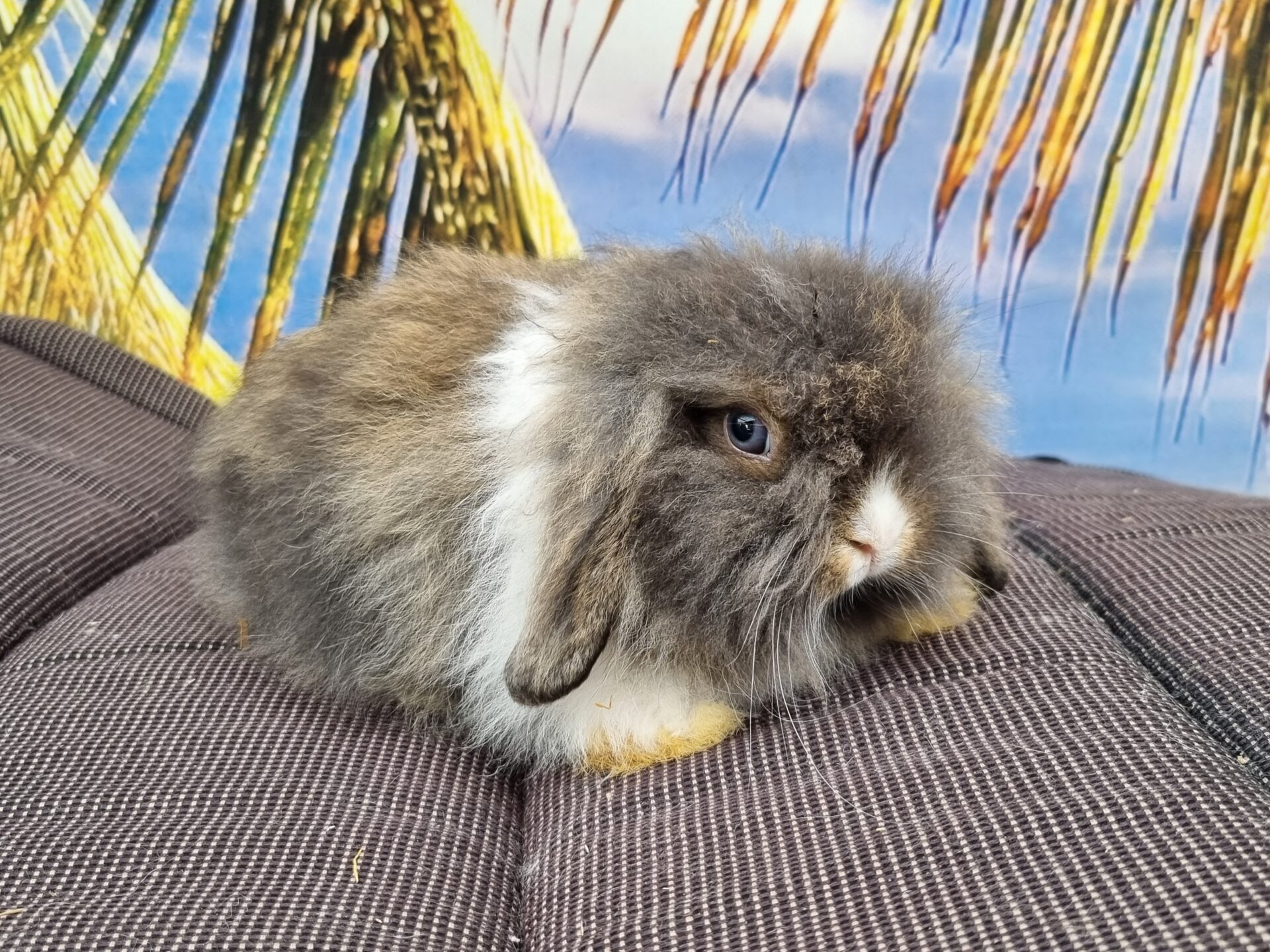 Teddy widder baby's geboren - TeddyPallace Aanbod Teddy babys