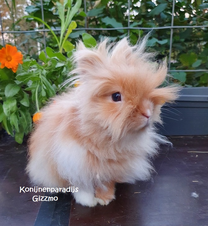 Teddy dwerg baby's geboren - TeddyPallace