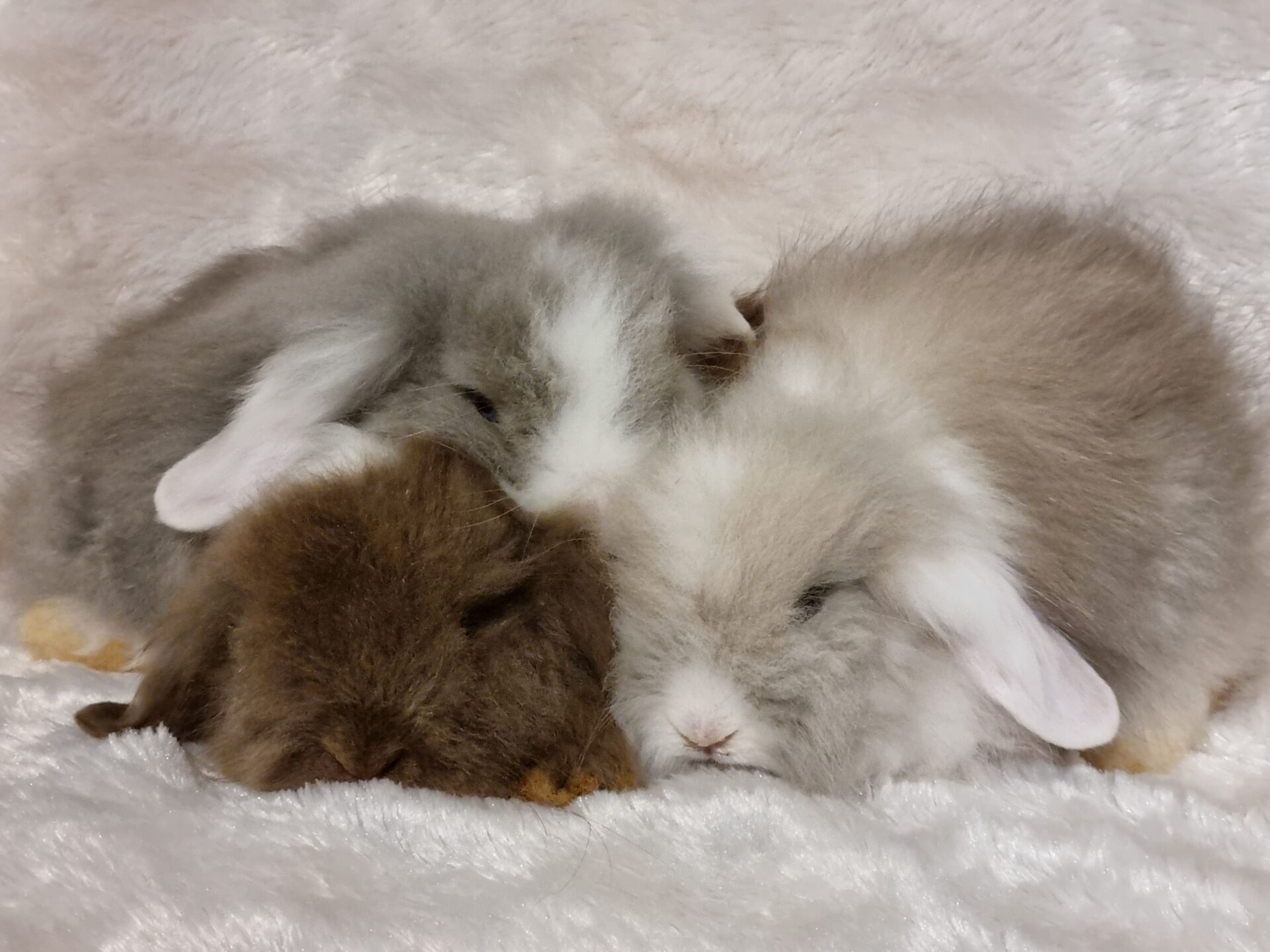 Teddy widder baby's geboren - TeddyPallace Aanbod Teddy babys