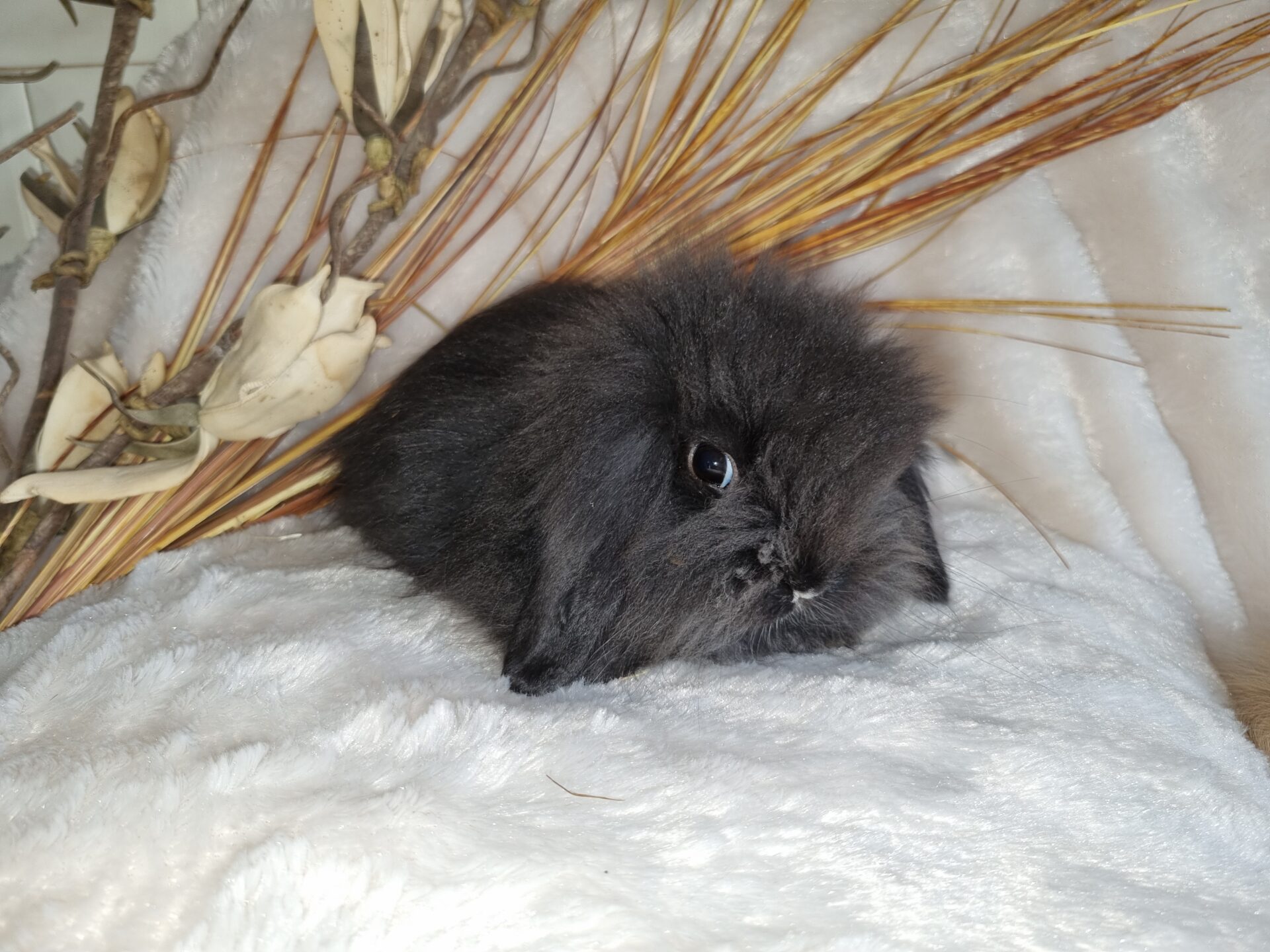 Teddy widder baby's geboren - TeddyPallace Aanbod Teddy babys