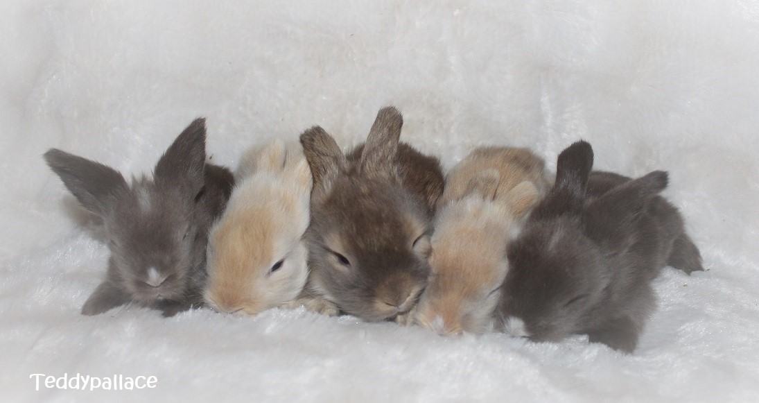 Teddy widder voedsters - TeddyPallace