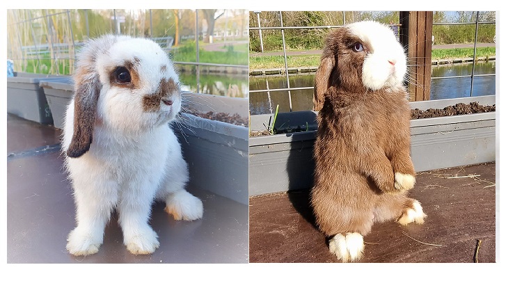 Teddy dwerg baby's geboren - TeddyPallace