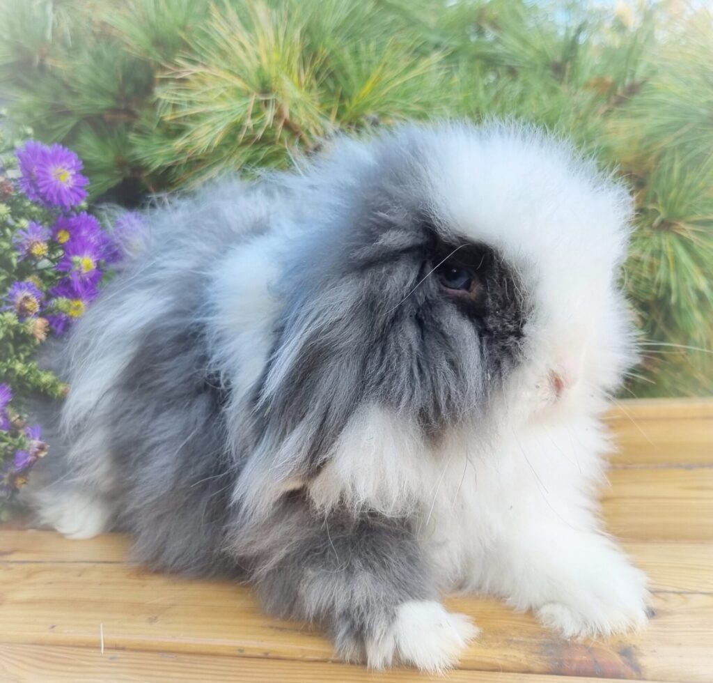 Teddy widder voedsters - TeddyPallace