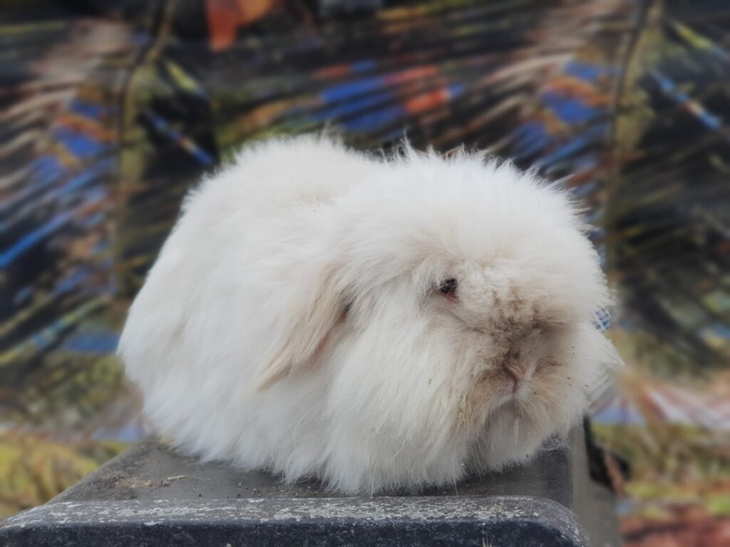 Teddy widder voedsters - TeddyPallace