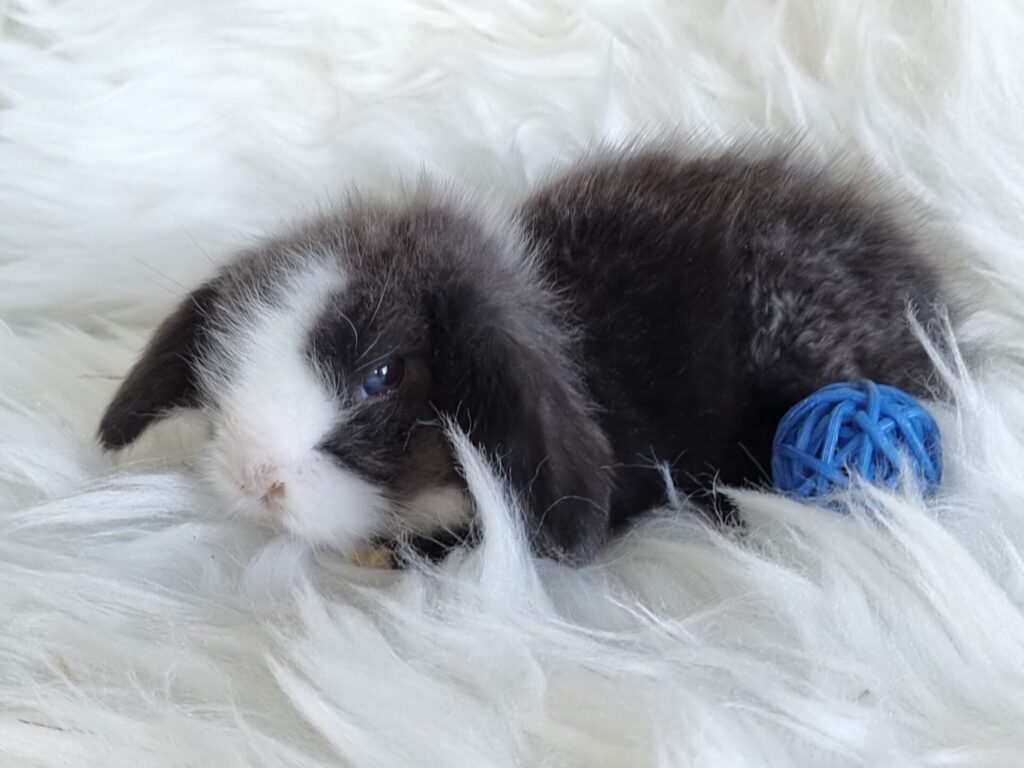 Teddy widder baby's geboren - TeddyPallace Aanbod Teddy babys