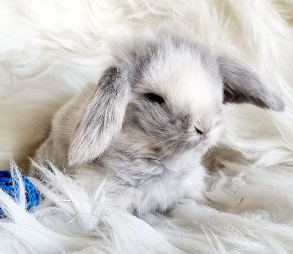 Teddy widder baby's geboren - TeddyPallace Aanbod Teddy babys