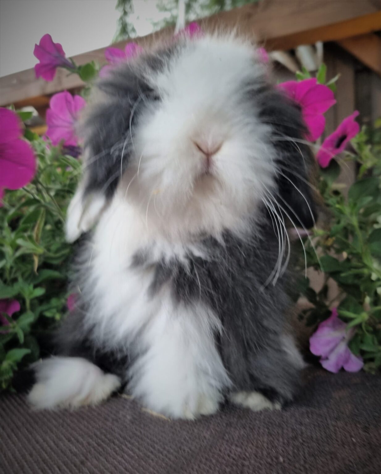 Teddy widder baby's geboren - TeddyPallace Aanbod Teddy babys