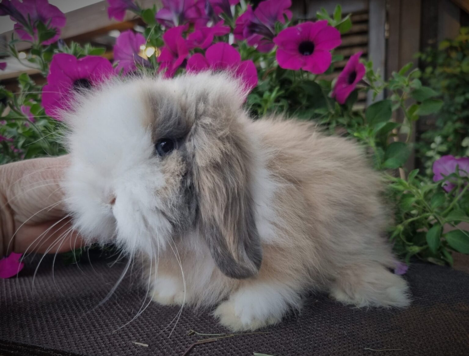 Teddy widder baby's geboren - TeddyPallace Aanbod Teddy babys