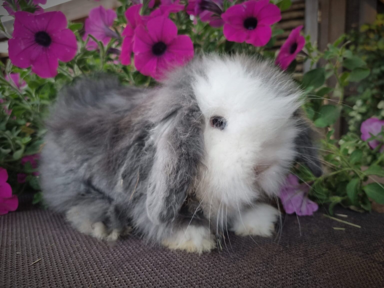 Teddy widder baby's geboren - TeddyPallace Aanbod Teddy babys