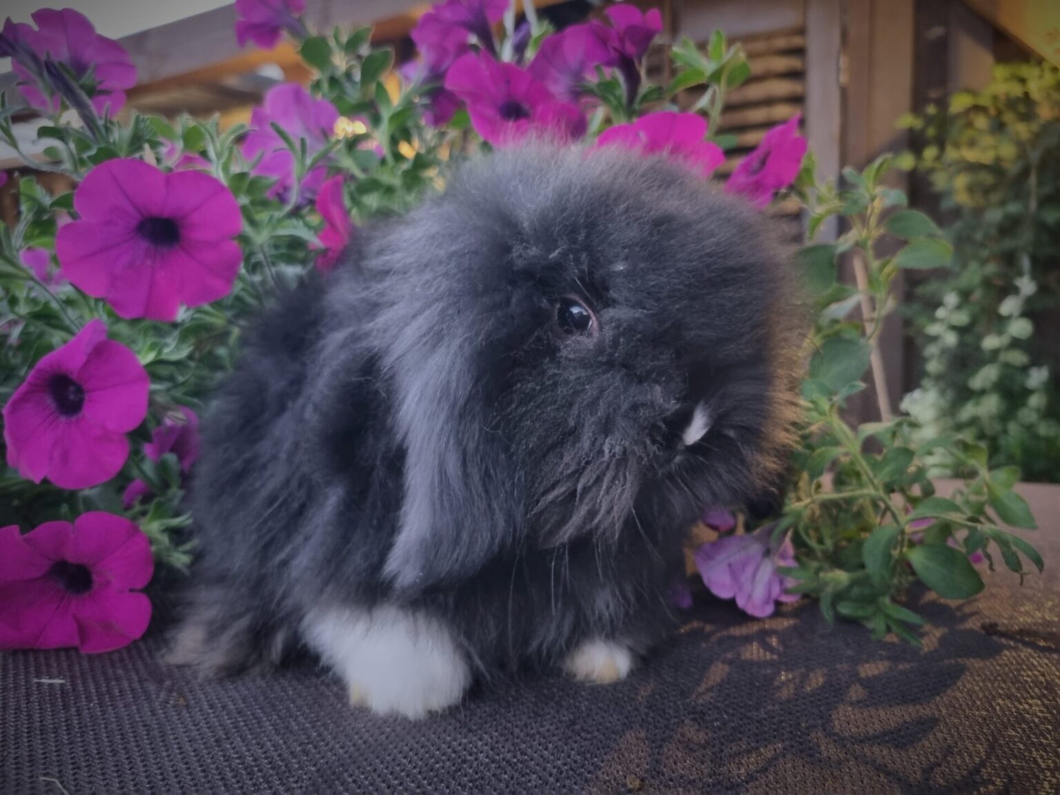 Teddy widder baby's geboren - TeddyPallace Aanbod Teddy babys