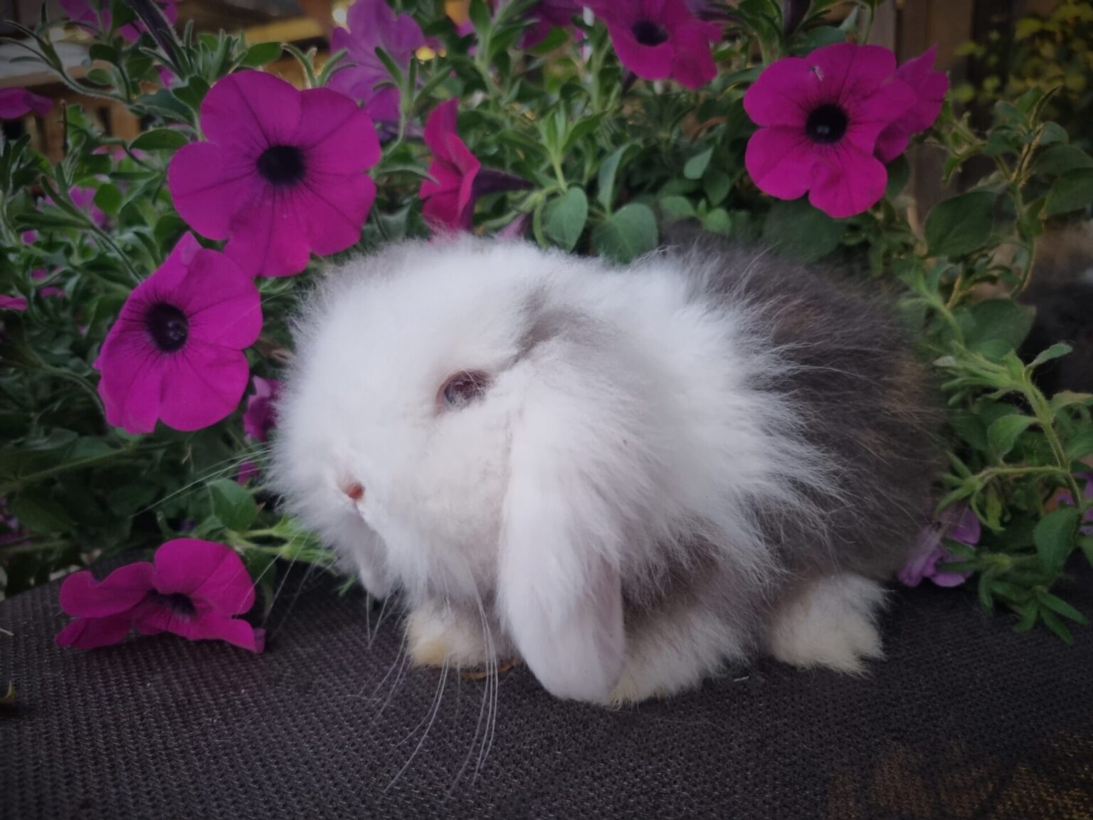 Teddy widder baby's geboren - TeddyPallace Aanbod Teddy babys