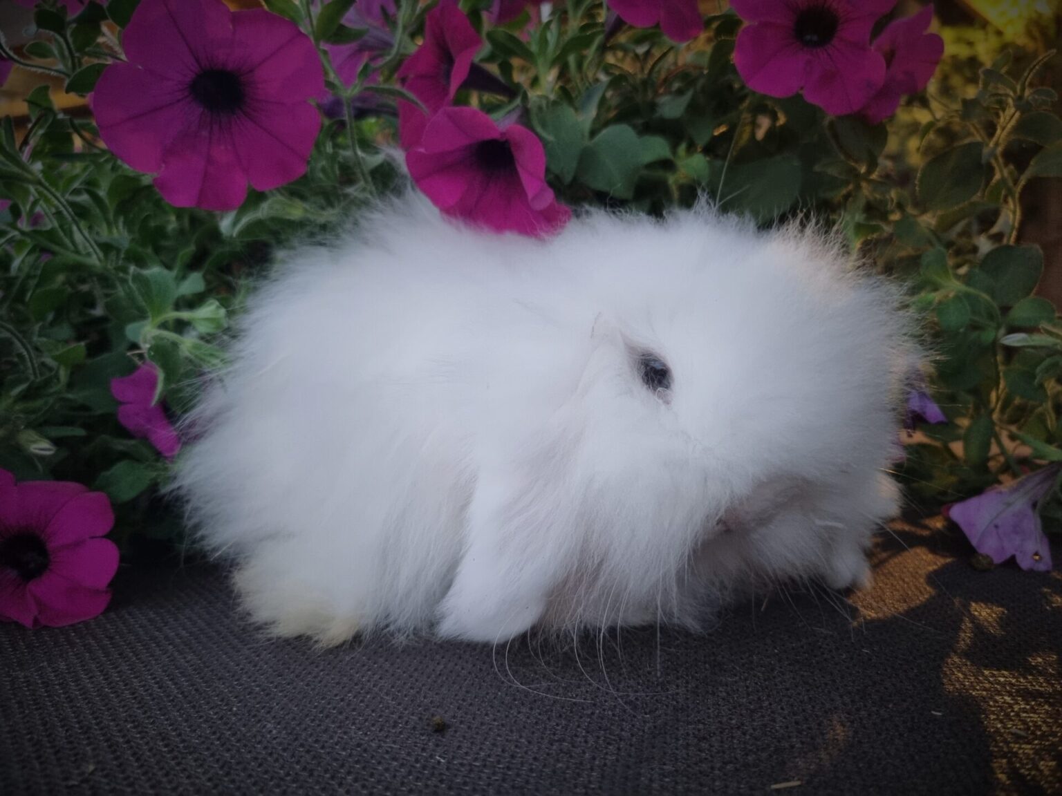 Teddy widder baby's geboren - TeddyPallace Aanbod Teddy babys