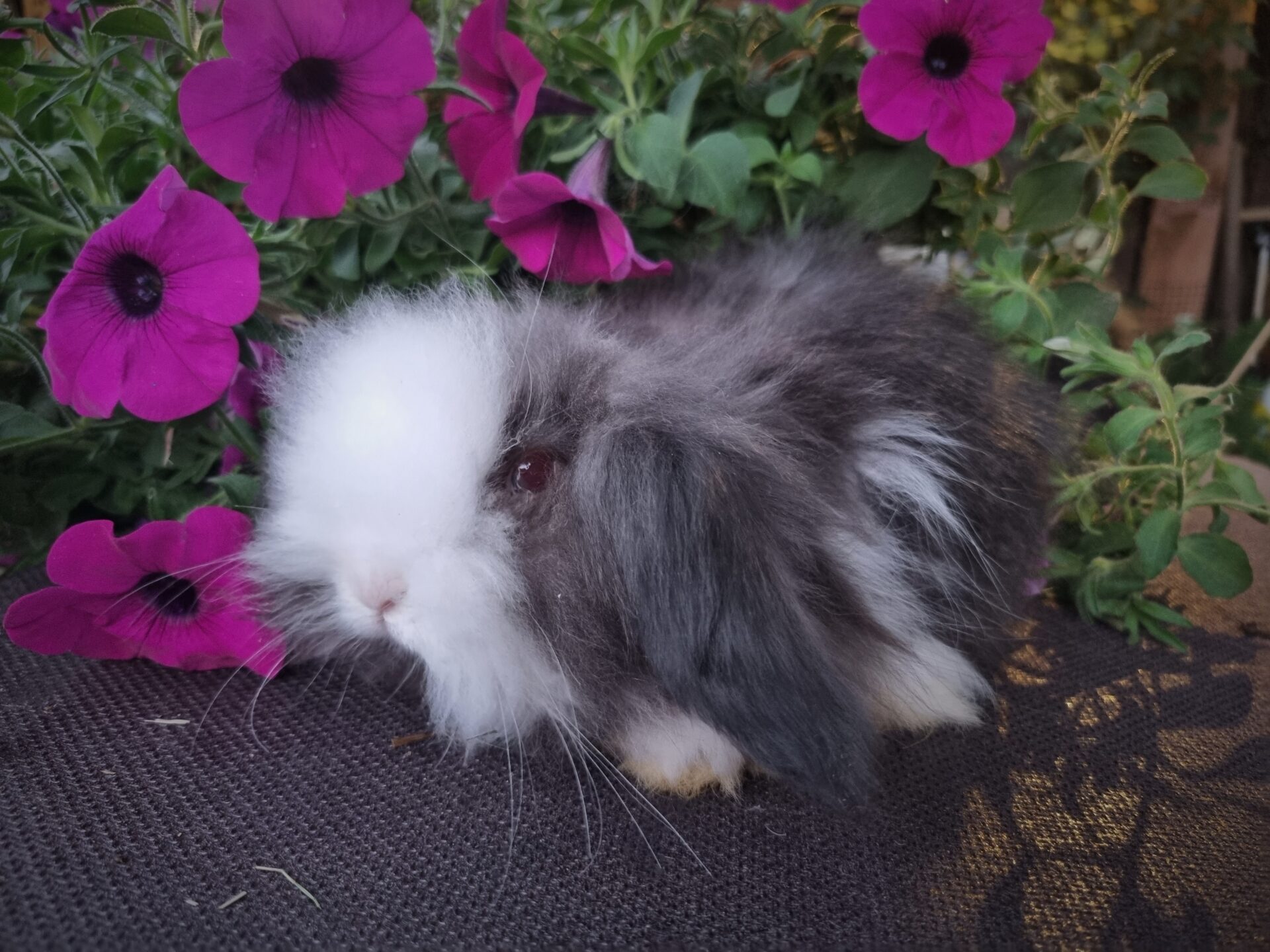 Teddy widder baby's geboren - TeddyPallace Aanbod Teddy babys