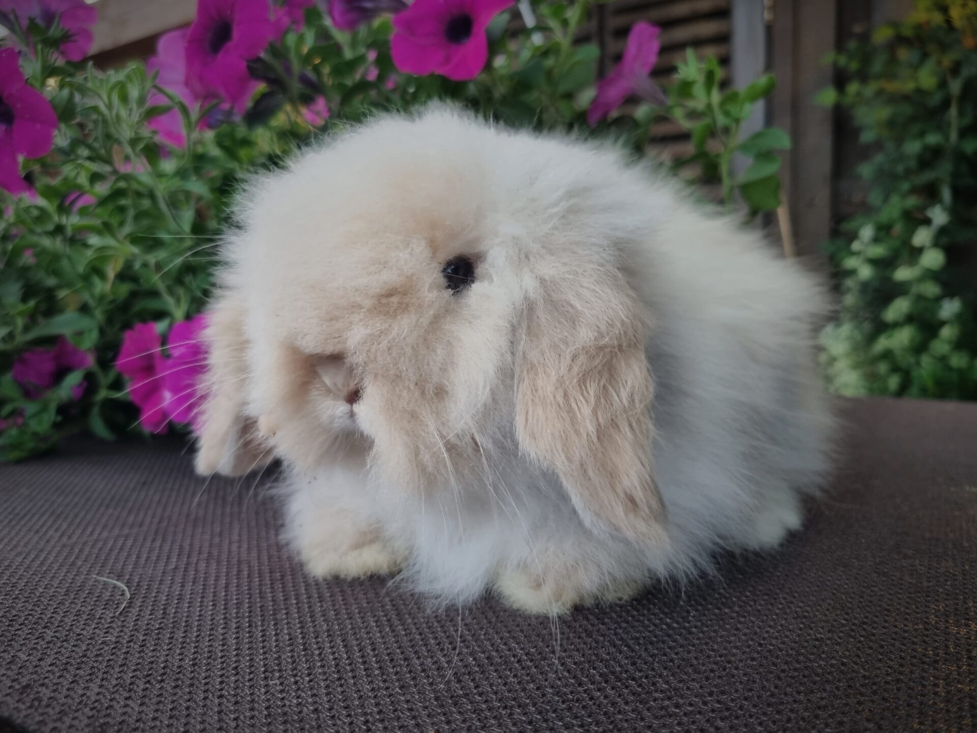 Teddy widder baby's geboren - TeddyPallace Aanbod Teddy babys