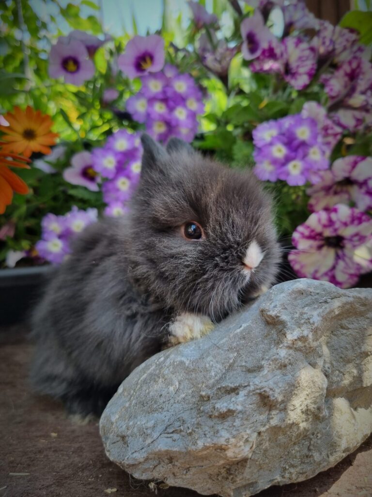 Teddy dwerg baby's geboren - TeddyPallace