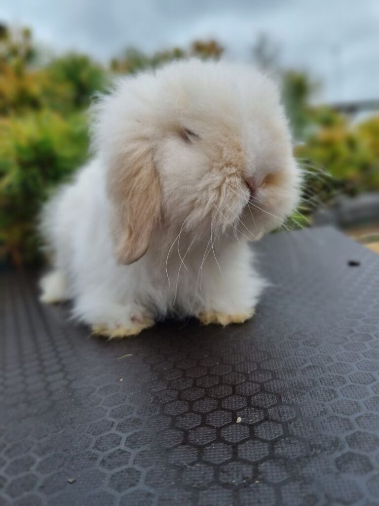 Teddy widder baby's geboren - TeddyPallace Aanbod Teddy babys